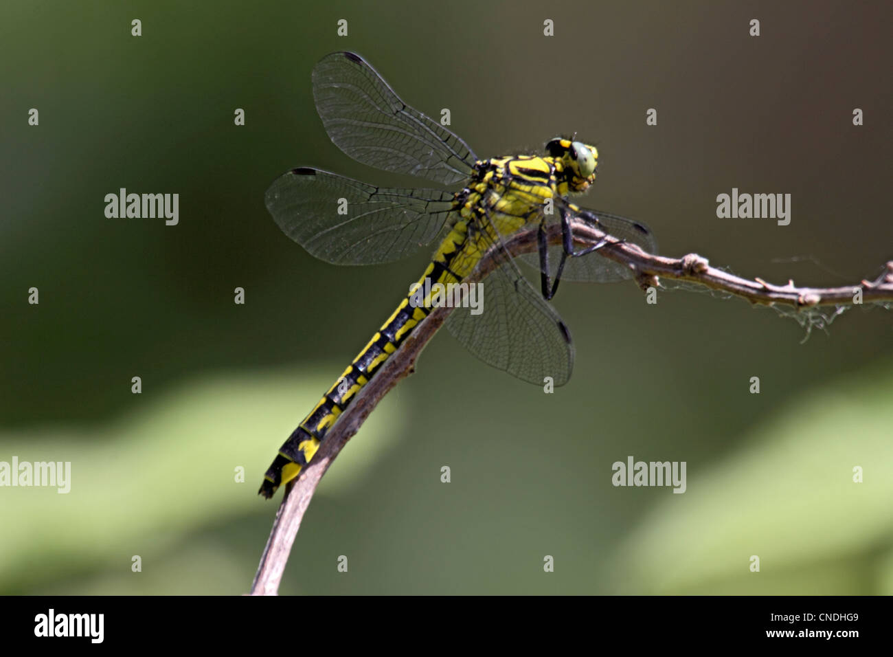Club tailed dragonfly hi-res stock photography and images - Alamy