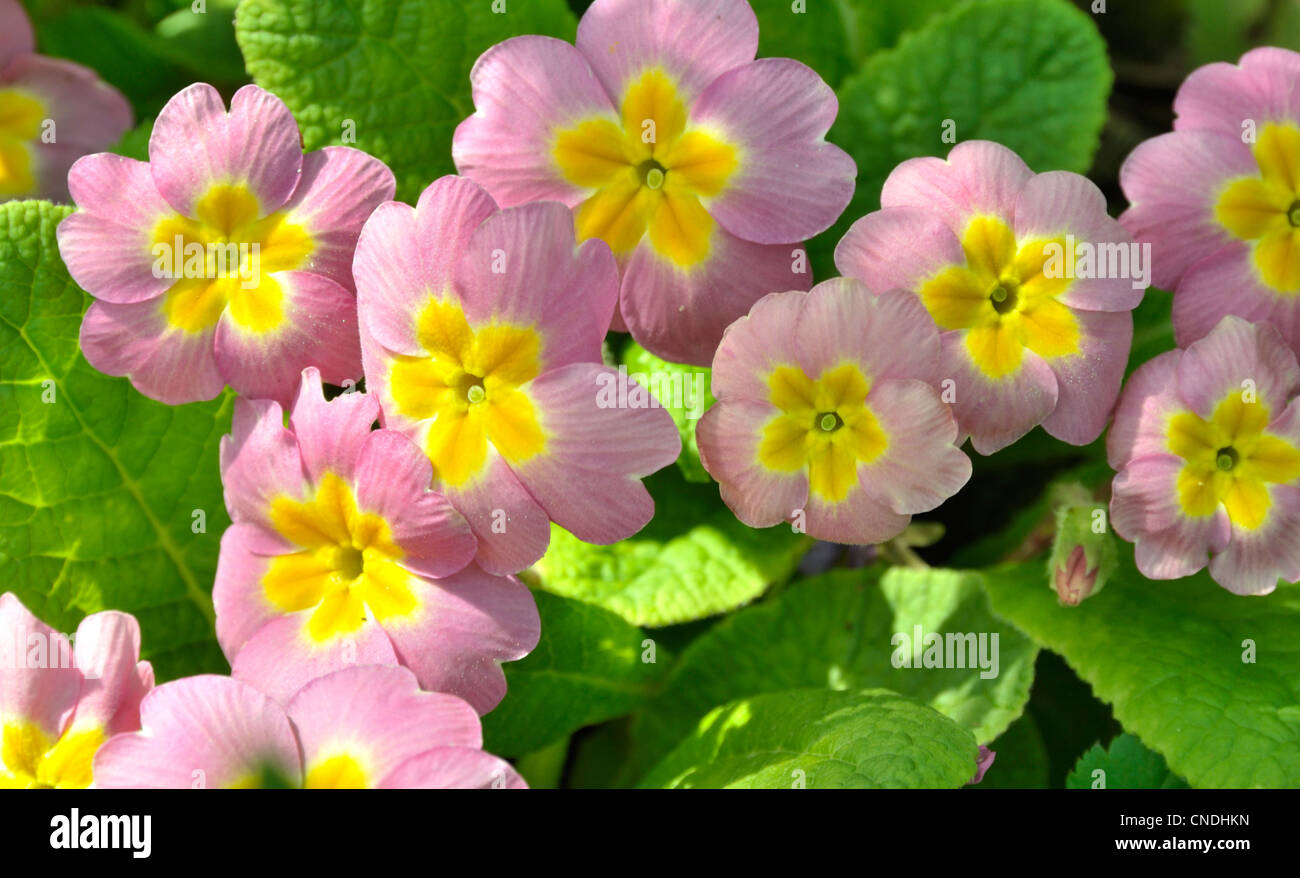 Primrose (Primula vulgaris) in full flower at spring Stock Photo - Alamy