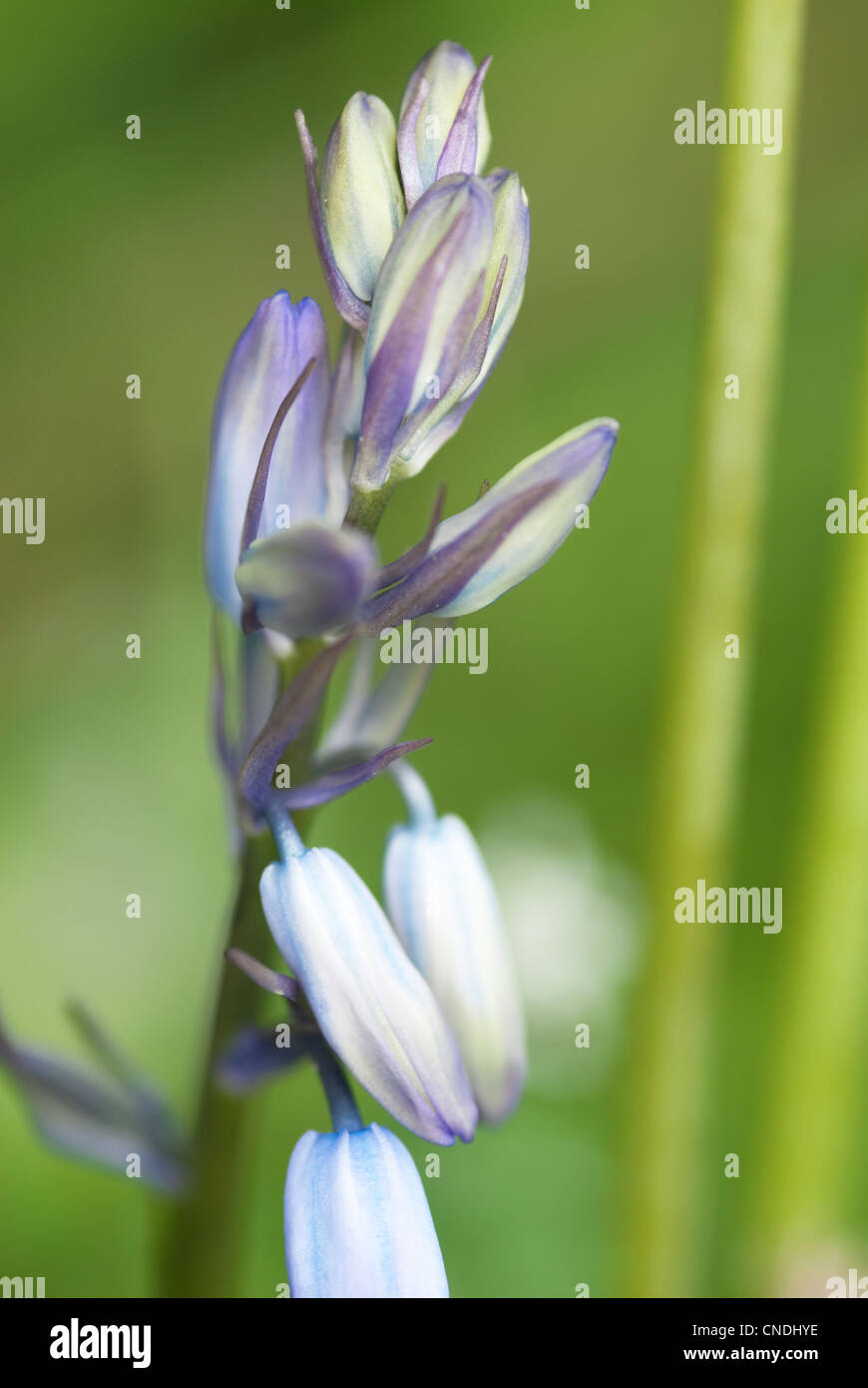 Bluebell petals hi-res stock photography and images - Alamy