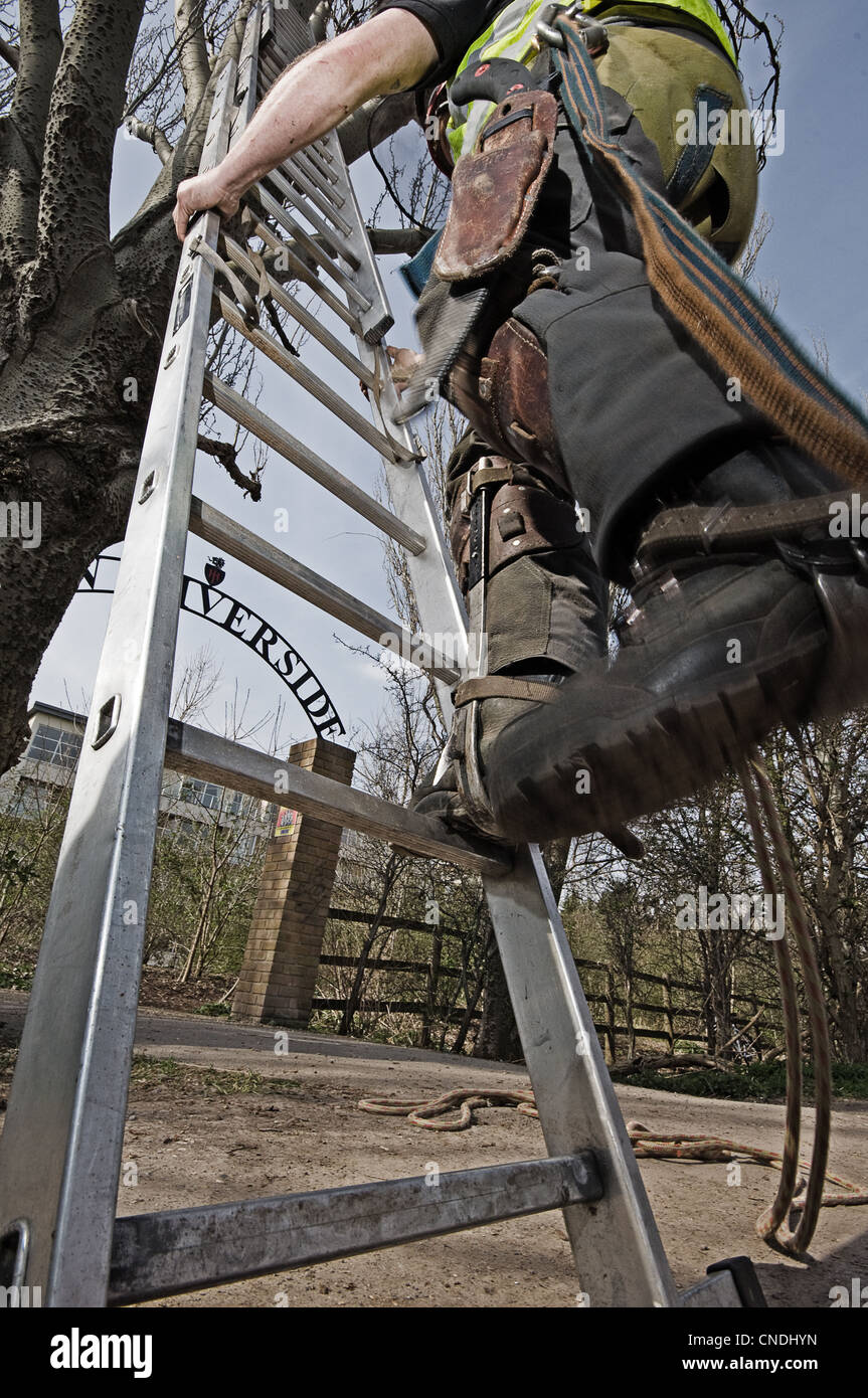 Arborist climbing ladder hi-res stock photography and images - Alamy