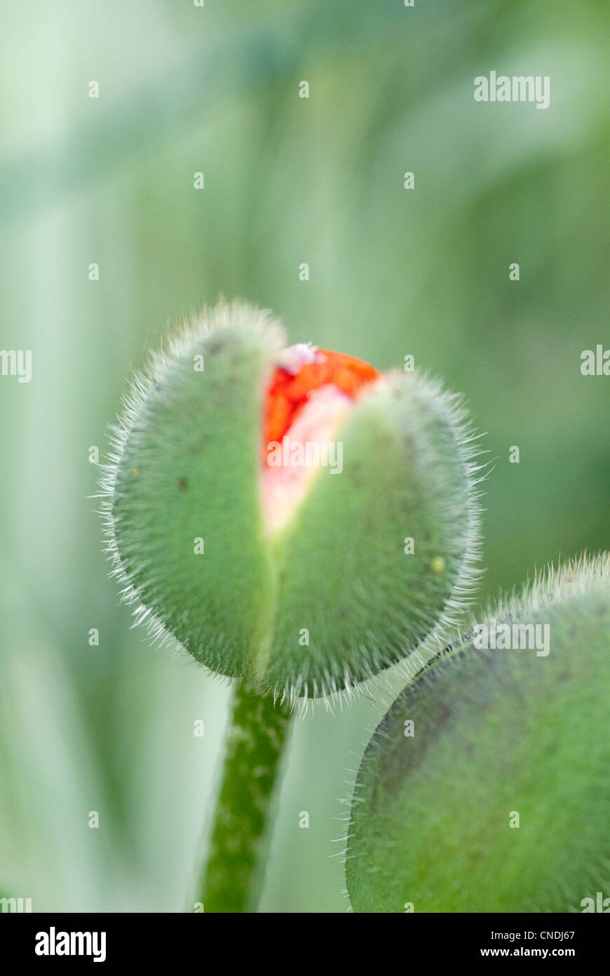 red poppy bud Stock Photo - Alamy red poppy bud Stock Photo - Alamy