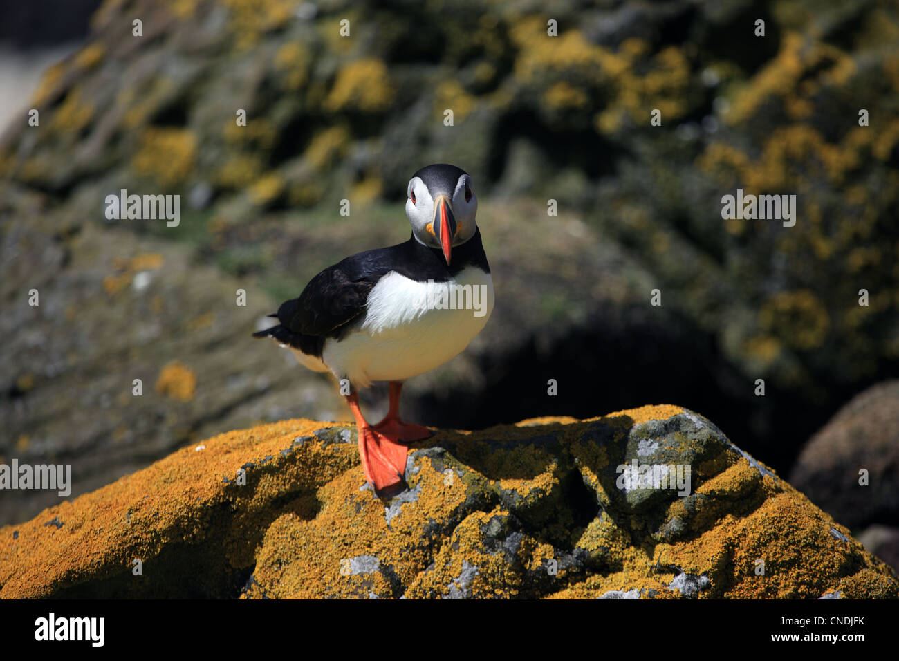 Puffin on a yellow lichen covered rock Stock Photo - Alamy