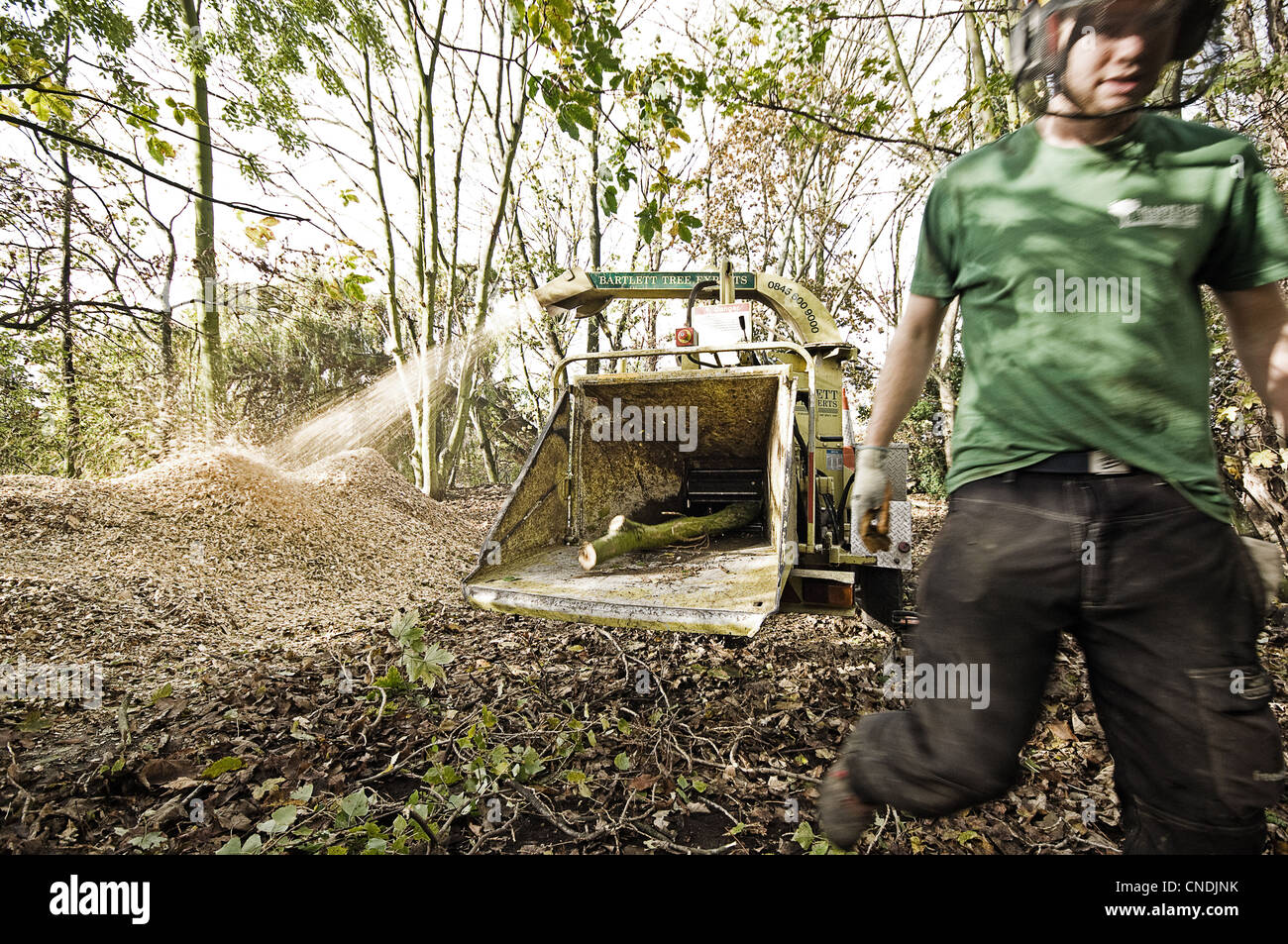 Tree surgeon using a chipping machine Stock Photo - Alamy