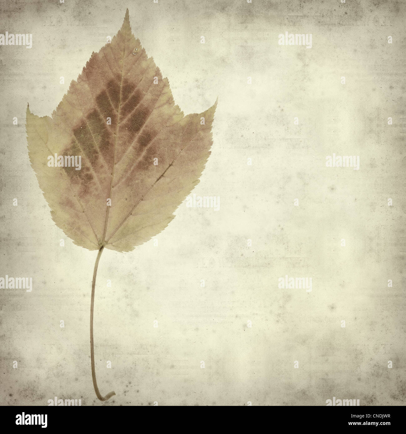textured old paper background with colorful autumn leaf Stock Photo - Alamy