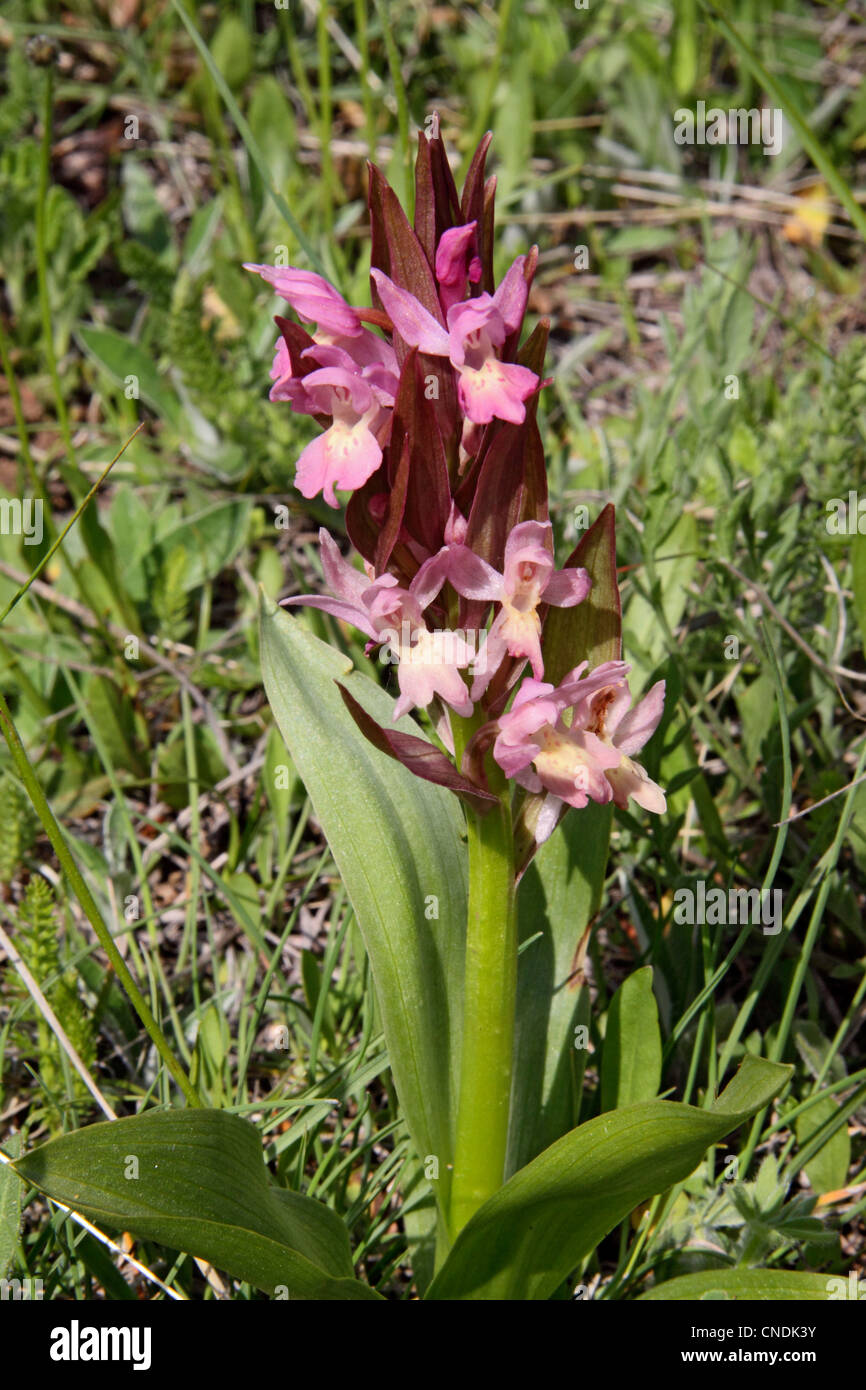 Elder flowered orchid pink form growing in mountain grassland in ...