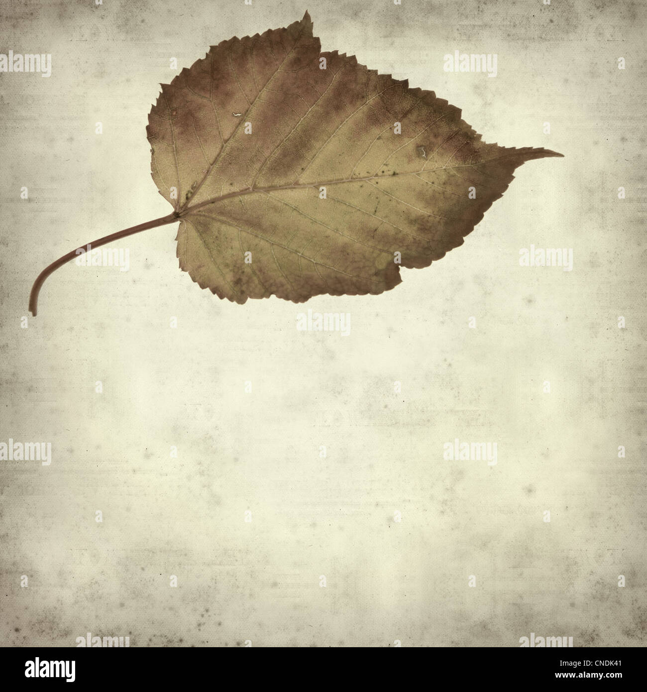 textured old paper background with colorful autumn leaf Stock Photo - Alamy