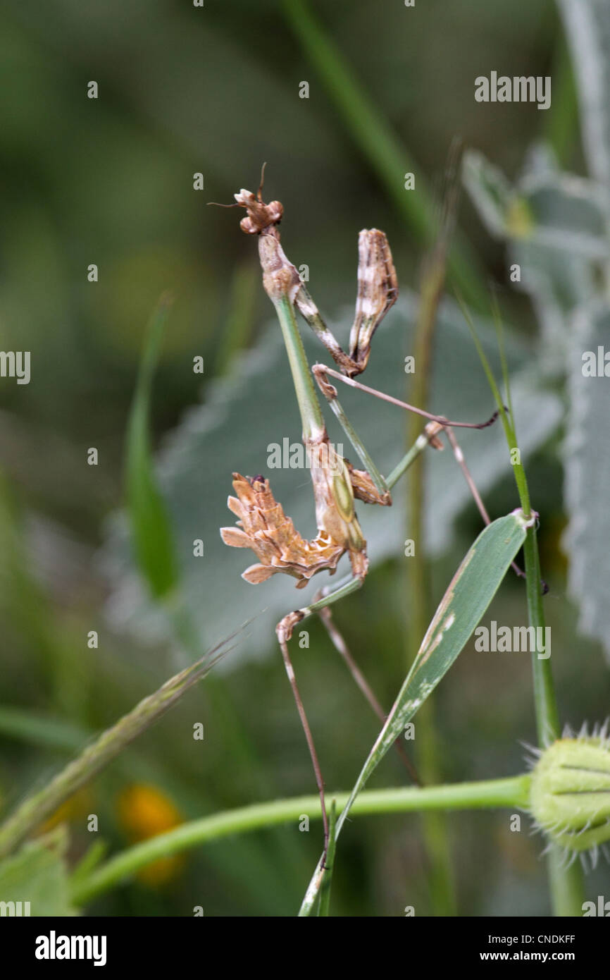 A mantis nymph hunting for prey amongst herbage in Northern Greece ...