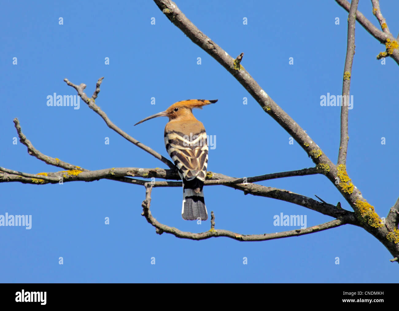 Common hoopoe hi-res stock photography and images - Alamy