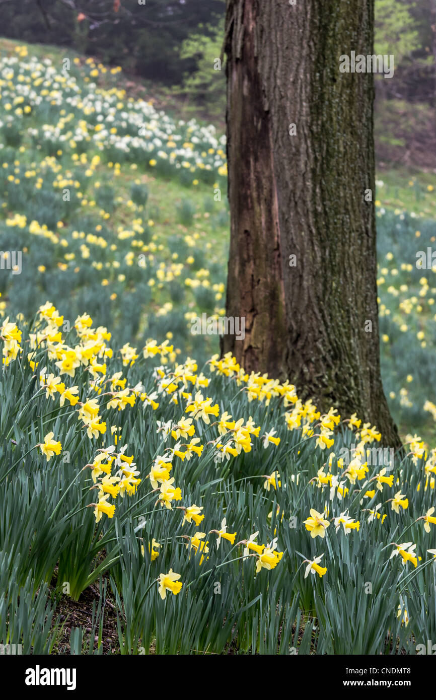 Daffodils in cemetery hi-res stock photography and images - Alamy