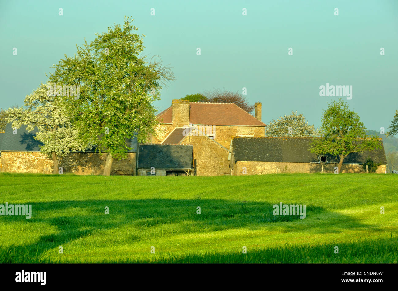 Perry pear trees and apple pear tree near a farm in Low Normandy, at ...