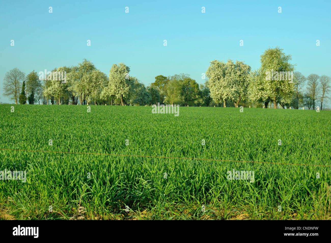 Pear trees in bloom hi-res stock photography and images - Alamy