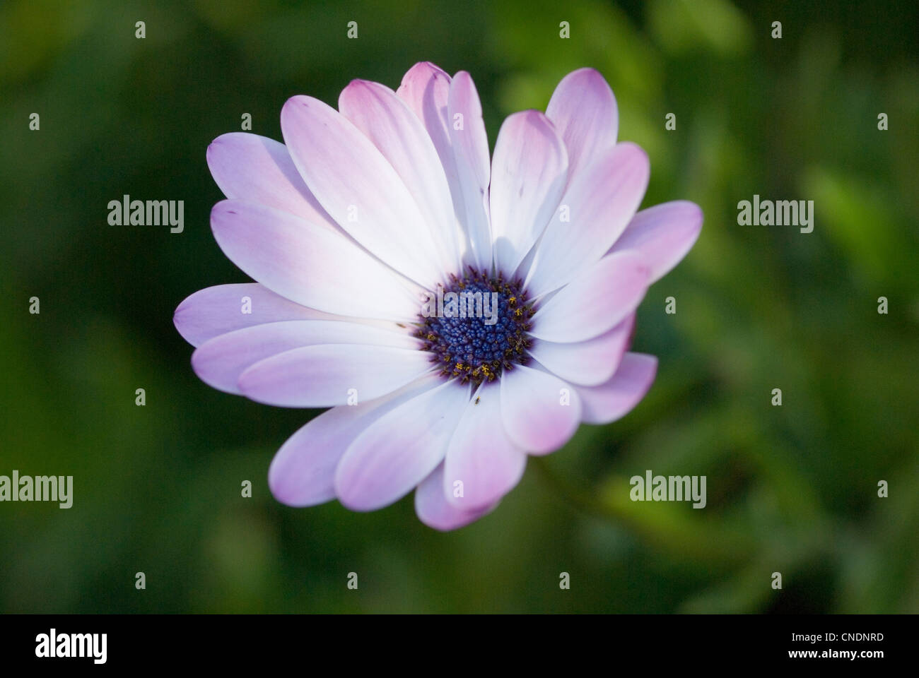 Cosmos south africa hi-res stock photography and images - Alamy