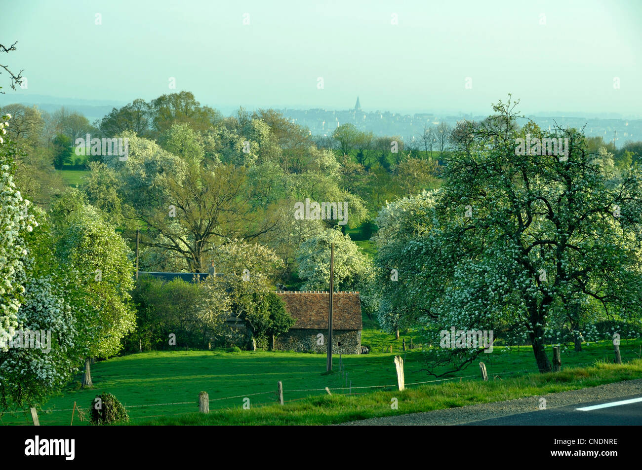 Perry pear trees in bloom at spring (Domfrontais, Orne, Normandy ...