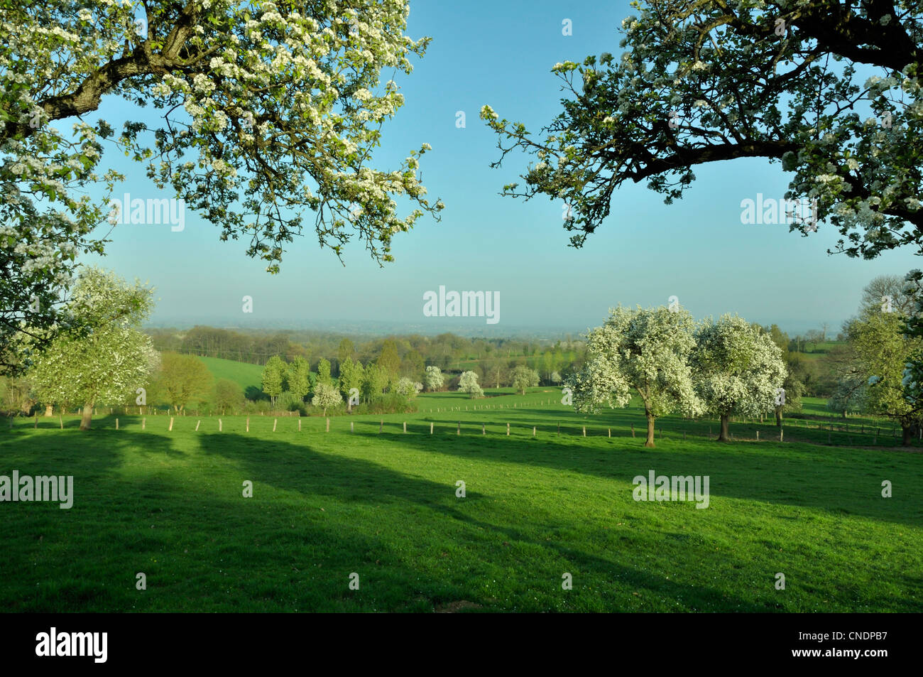 Perry pear trees in bloom at spring (Domfrontais, Orne, Normandy ...