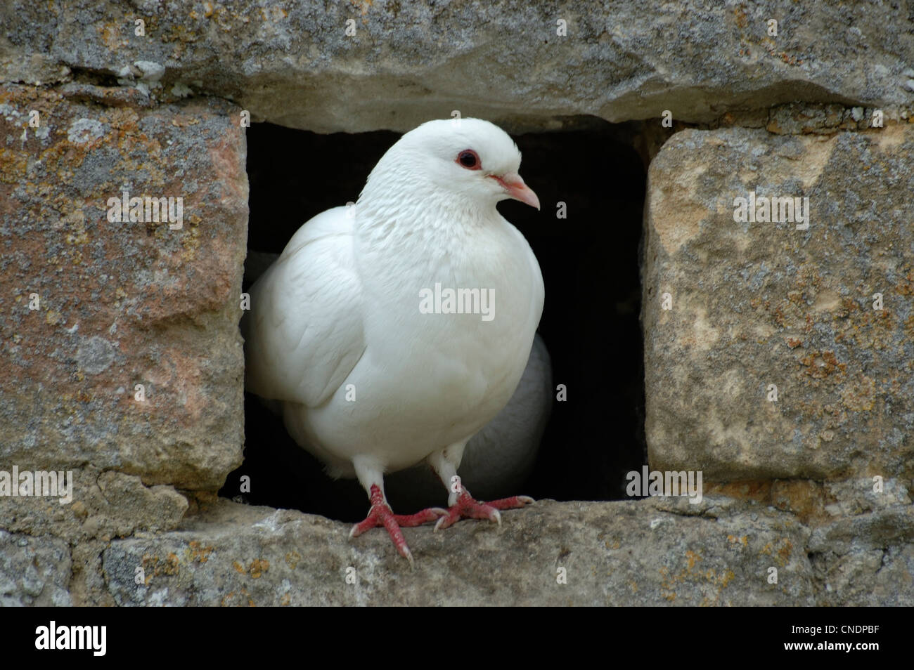 White dove and dovecote hi-res stock photography and images - Alamy