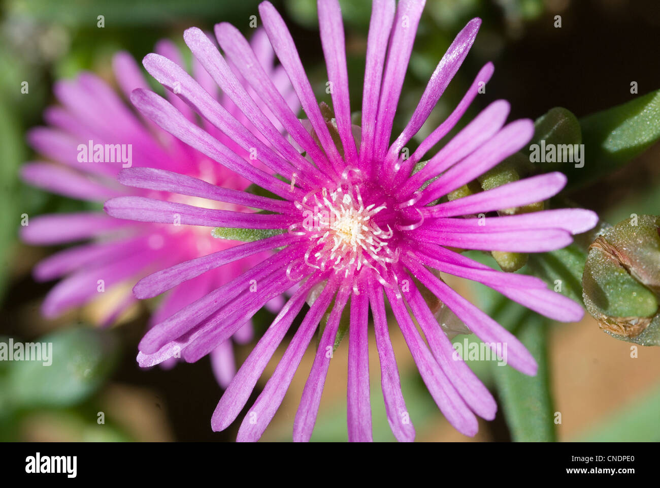 Vygies hi-res stock photography and images - Alamy