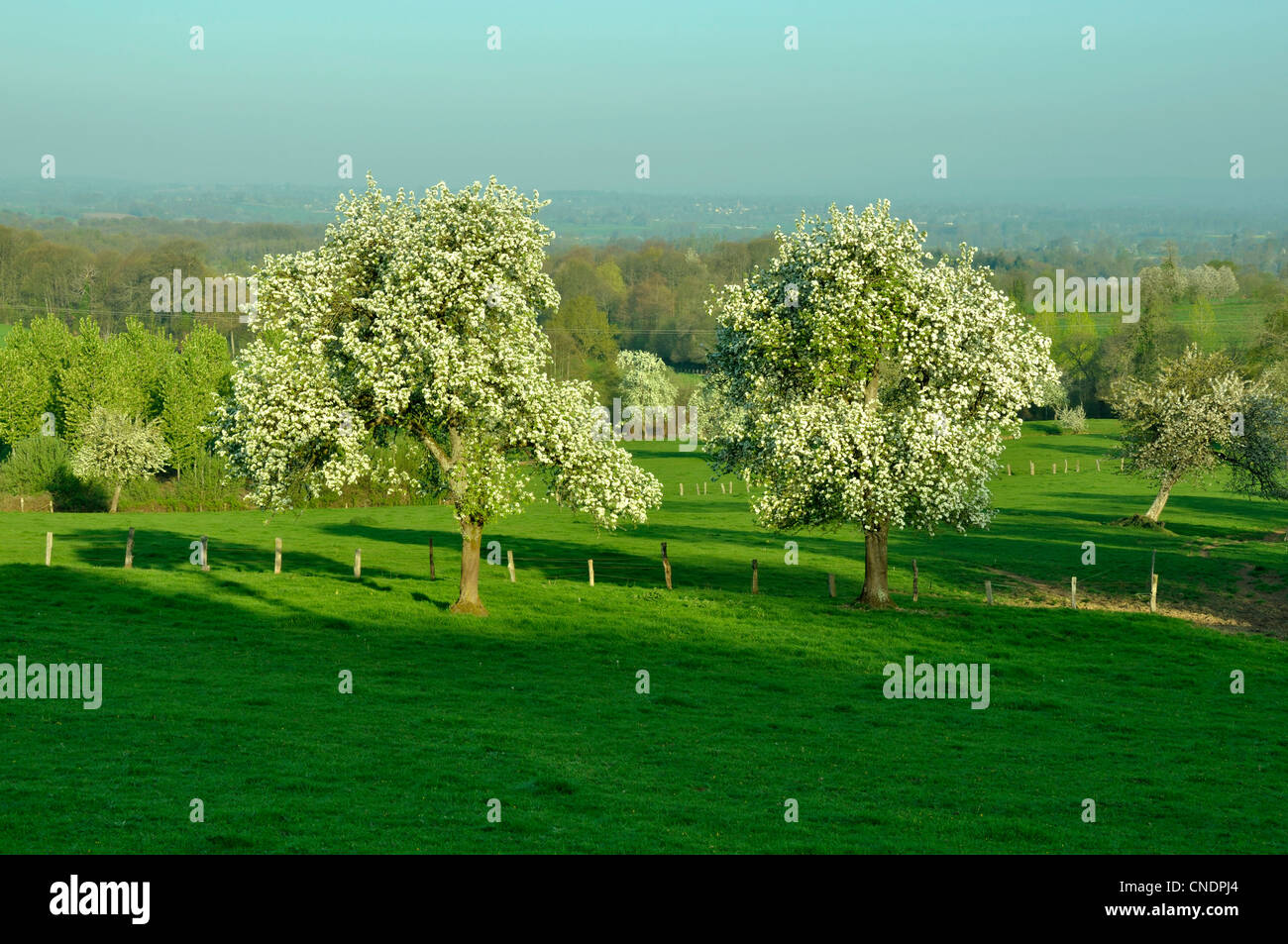 Perry pear trees in bloom at spring (Domfrontais, Orne, Normandy ...