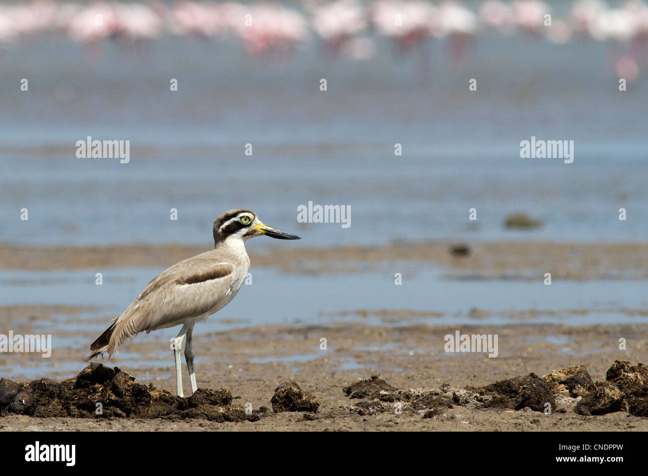 The great stone curlew hi-res stock photography and images - Alamy