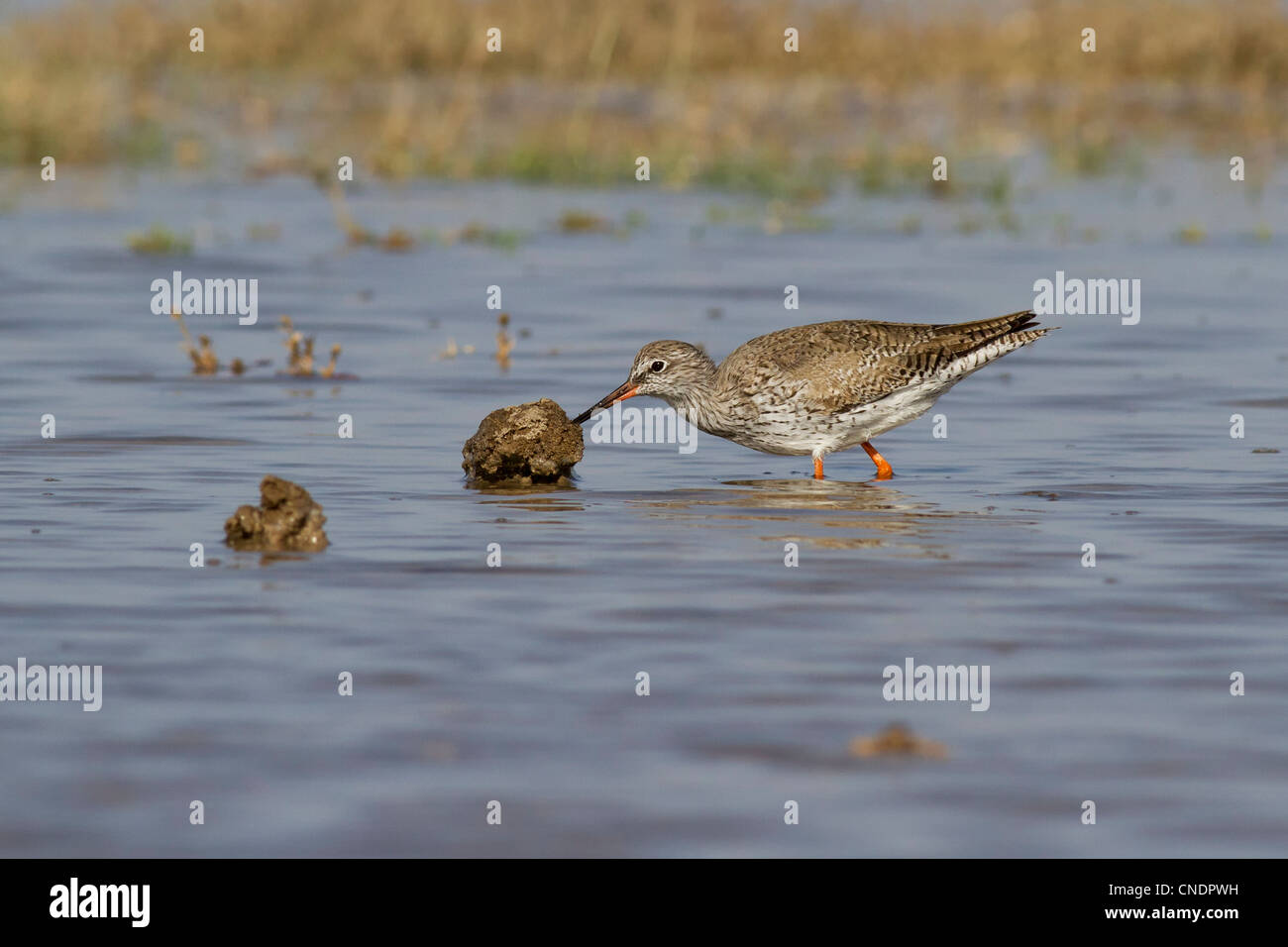 Common Redshank (Tringa totanus) feeding on insects Stock Photo - Alamy