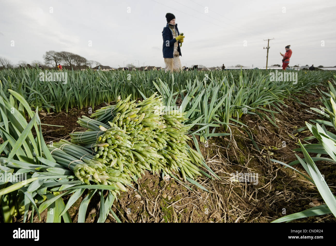The flower picker hi-res stock photography and images - Alamy