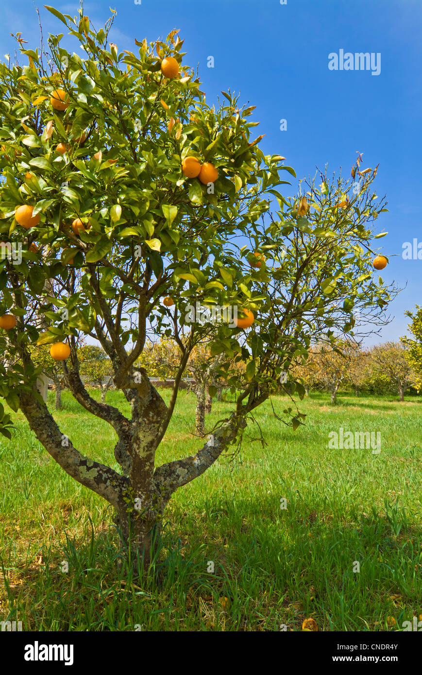 Oranges growing on trees in an orange grove Algarve Portugal EU Europe ...