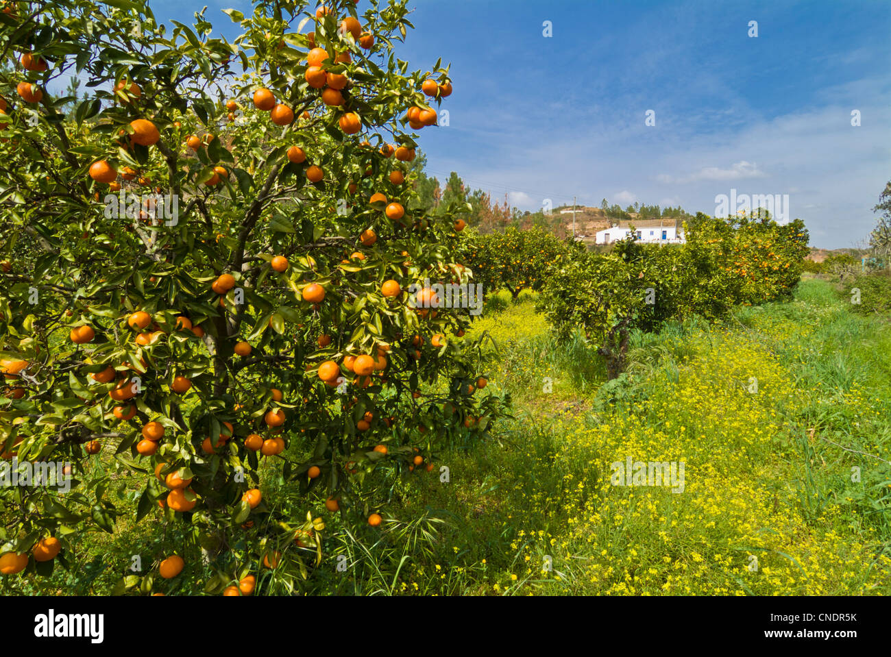 Oranges growing on trees in an orange grove Algarve Portugal EU Europe ...