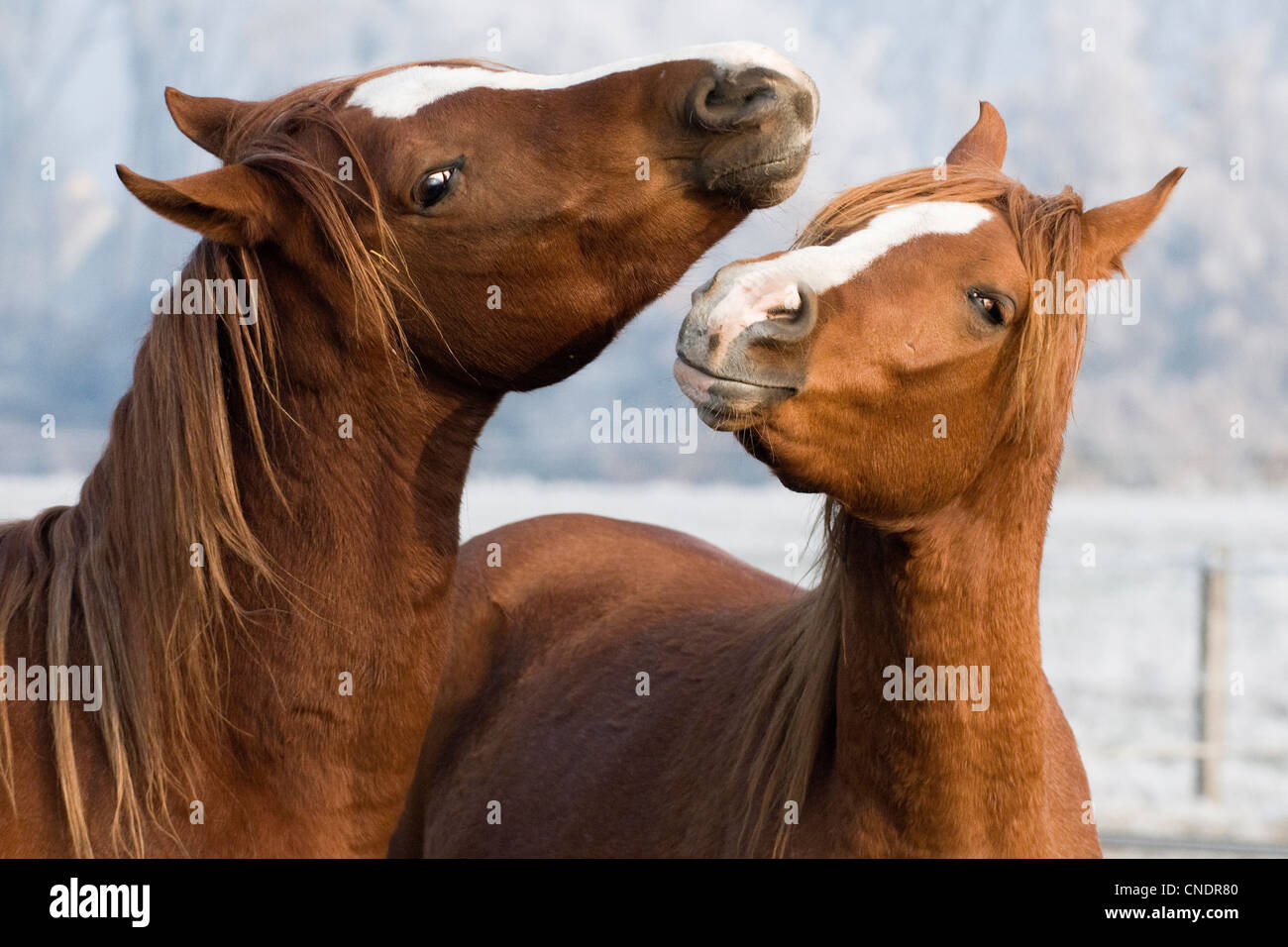 Stallions hi-res stock photography and images - Alamy
