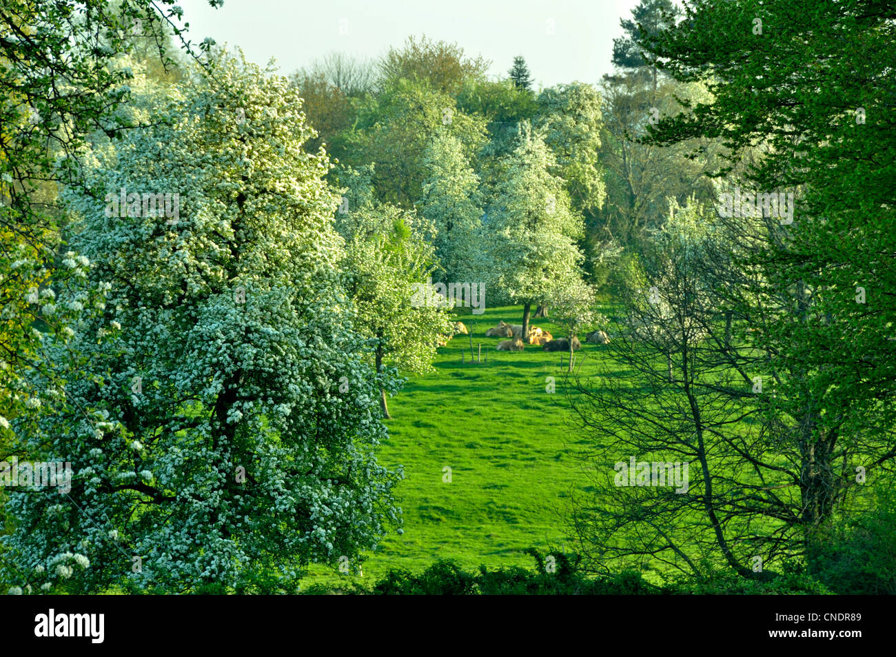 Perry pear blossom hi-res stock photography and images - Alamy