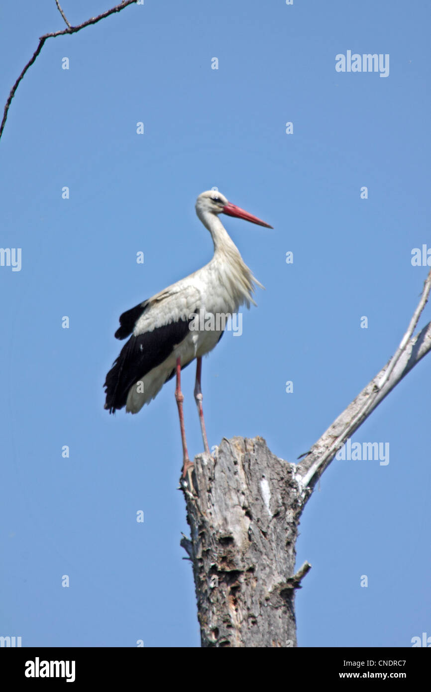 White stork perched on dead tree in Northern Greece Stock Photo - Alamy