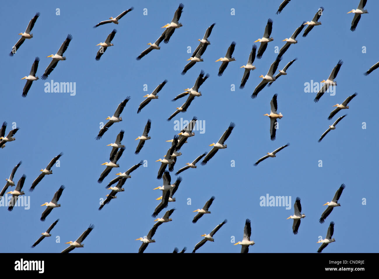 White pelican flock flying in formation in Northern Greece Stock Photo ...