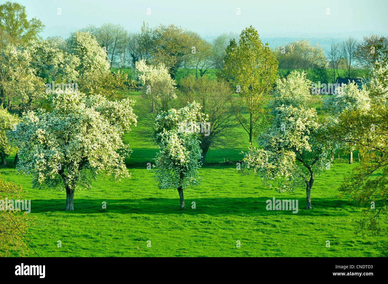 Orchard of perry pear trees in blossom at spring (Domfrontais, Orne ...