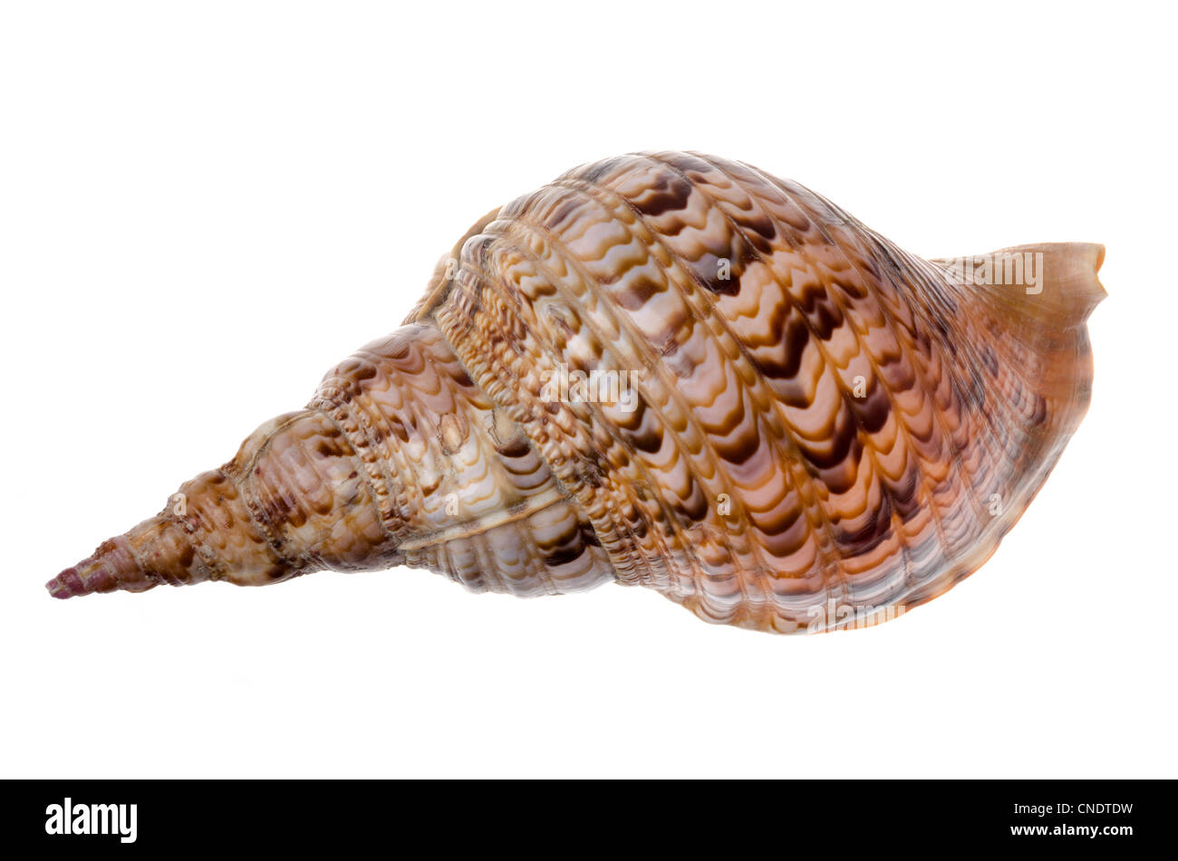 Sea shell triton hi-res stock photography and images - Alamy
