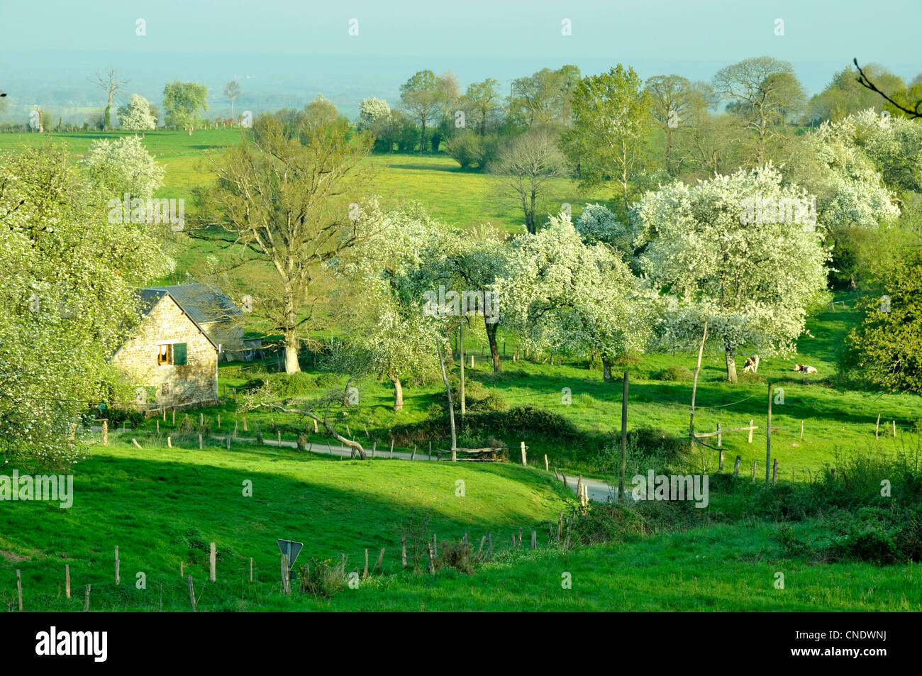 Perry orchard cider near a farm, at spring, in Normandy Stock Photo - Alamy
