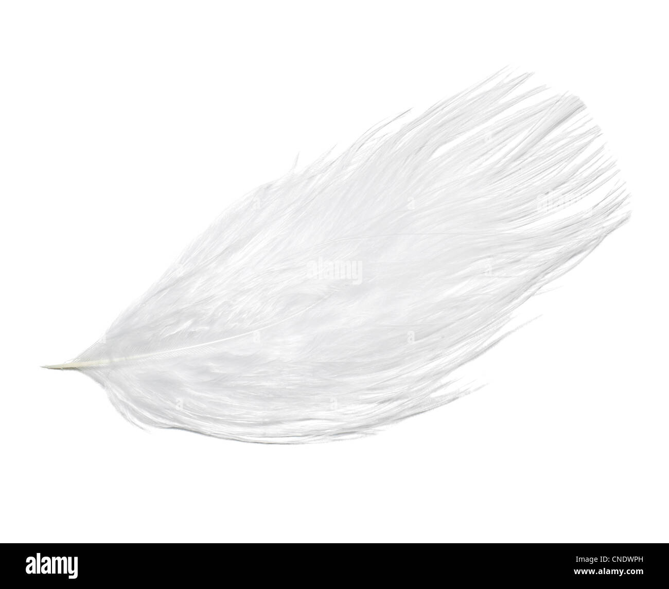 Tickle feather hi-res stock photography and images - Alamy