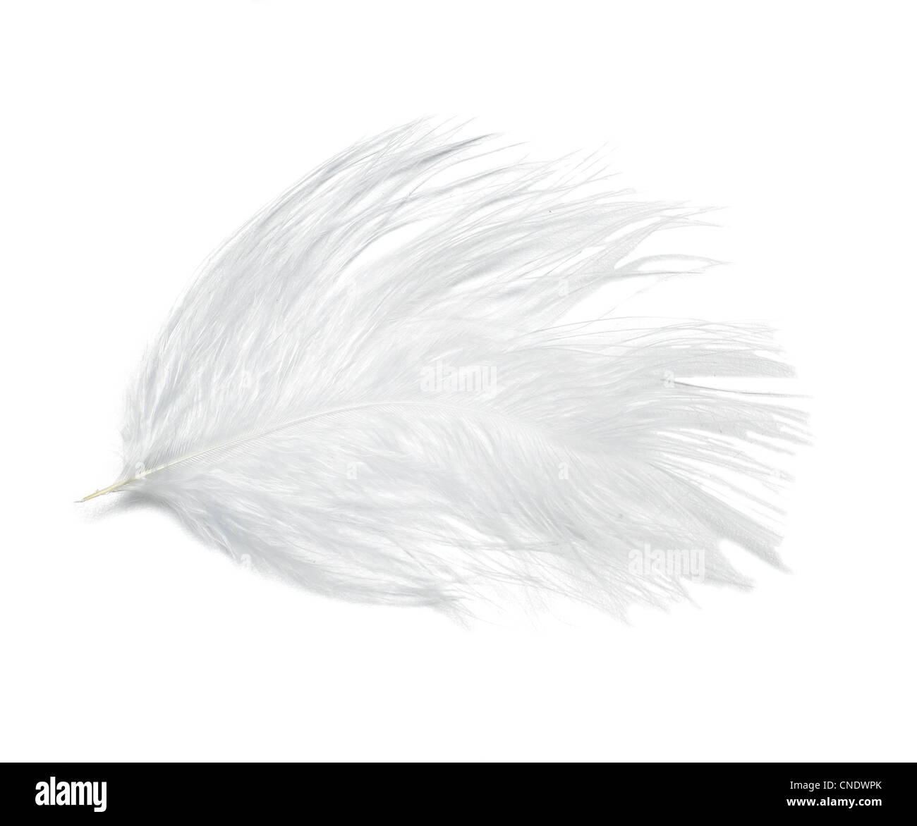 Tickle feather hi-res stock photography and images - Alamy