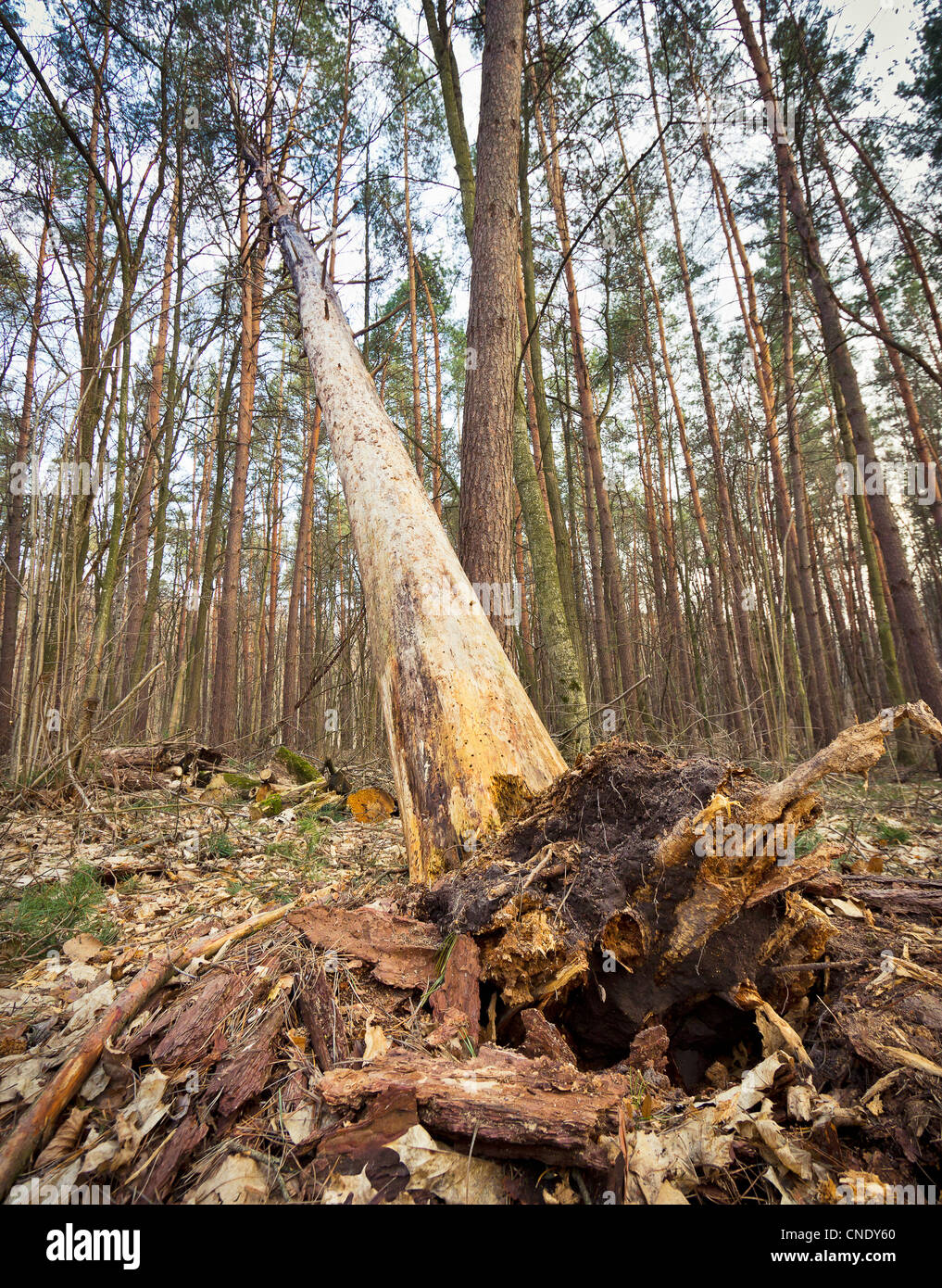 Fallen tree with protruding roots in a dense forest Stock Photo - Alamy