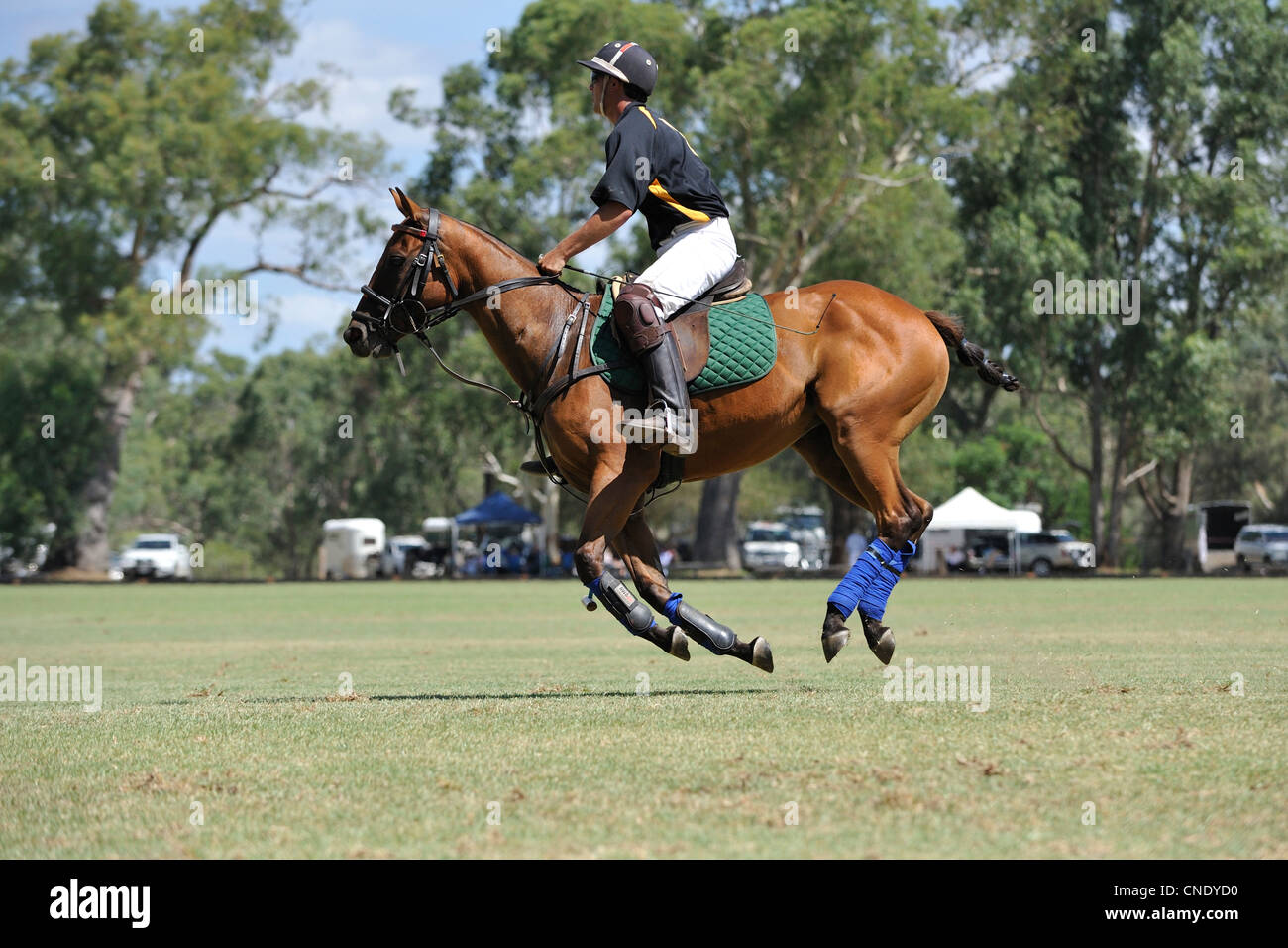 Bouncing horse hi-res stock photography and images - Alamy