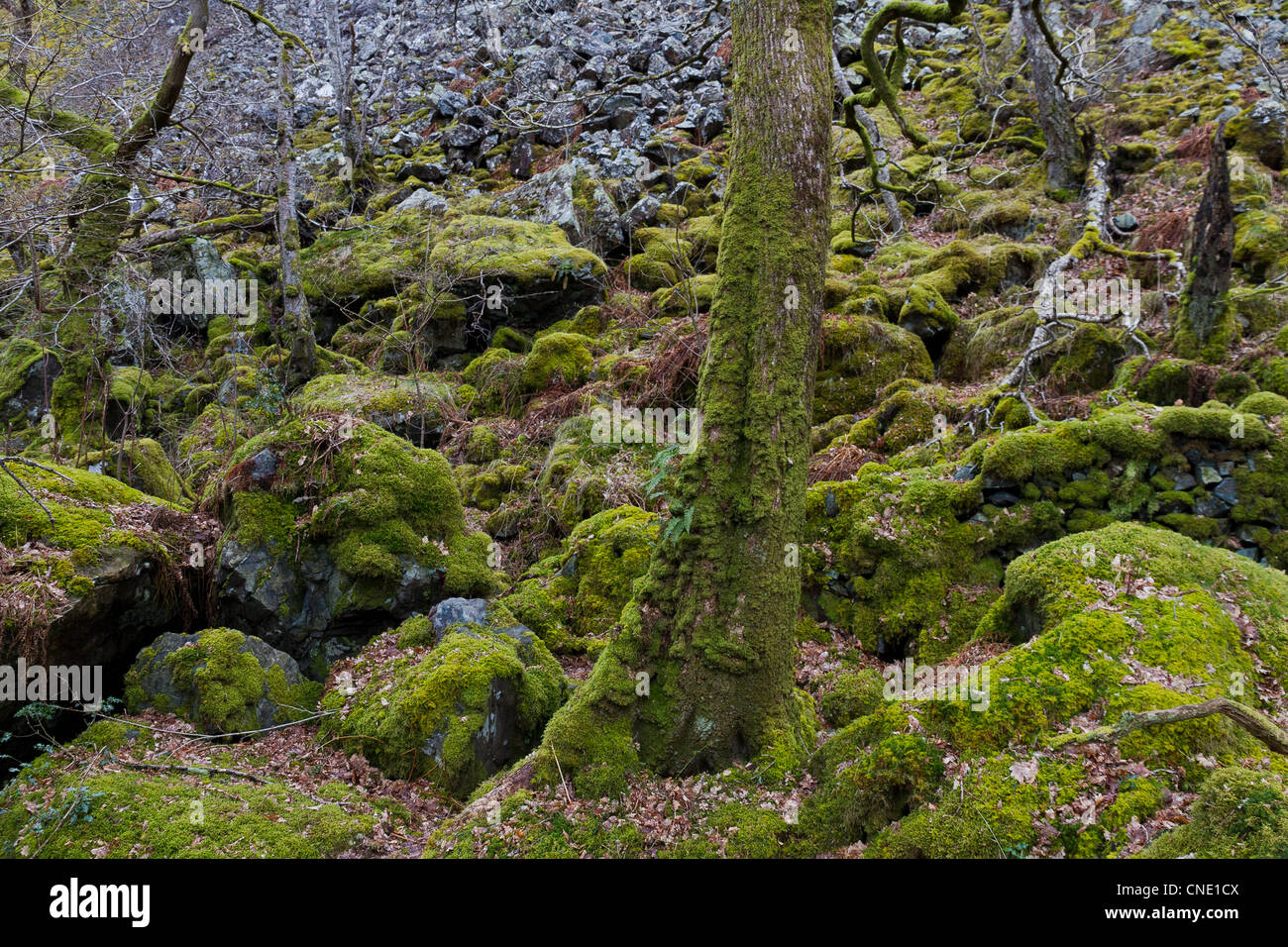 Moss rocks trees hi-res stock photography and images - Alamy