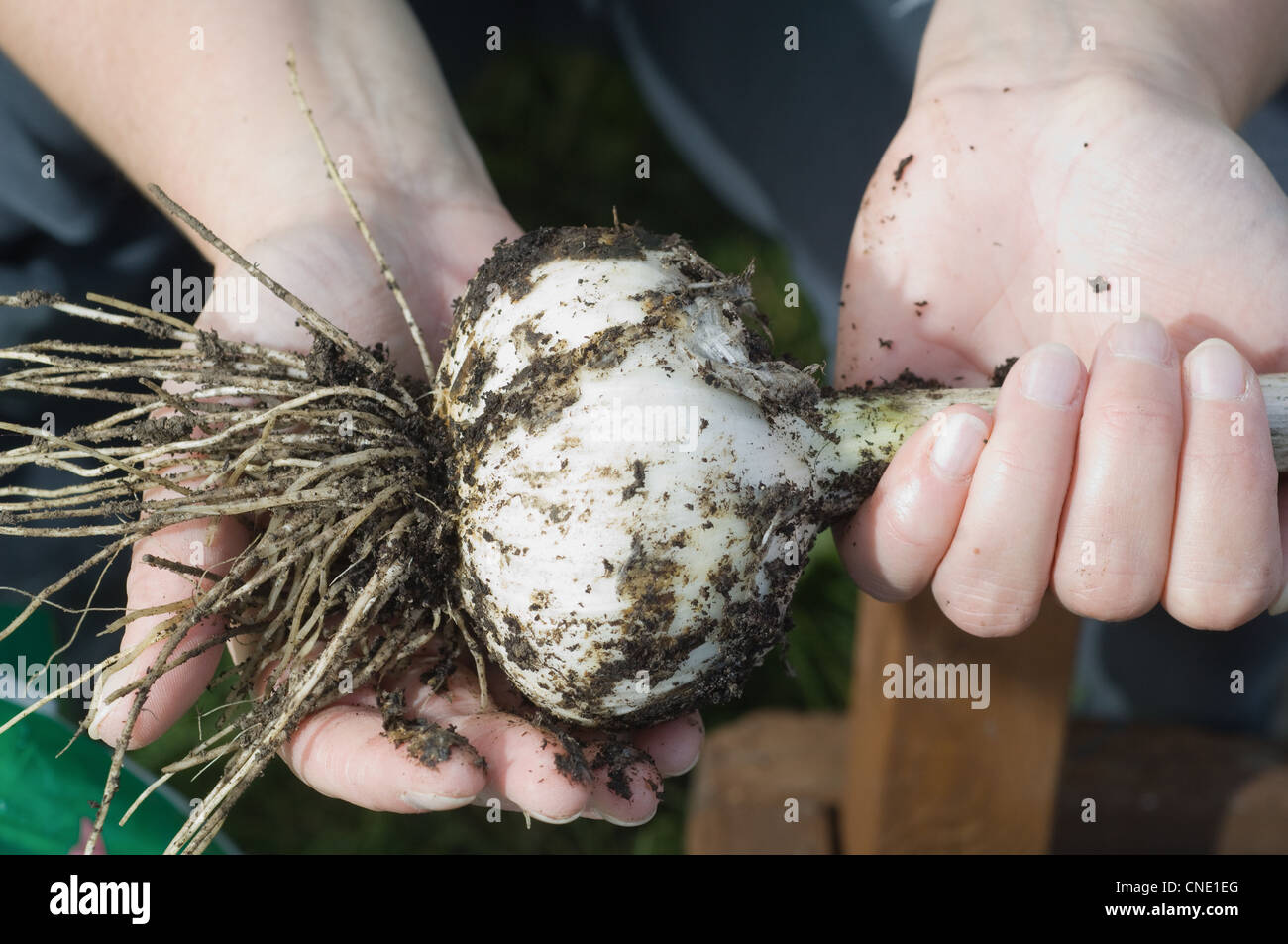 Elephant Garlic Stock Photos & Elephant Garlic Stock Images - Alamy