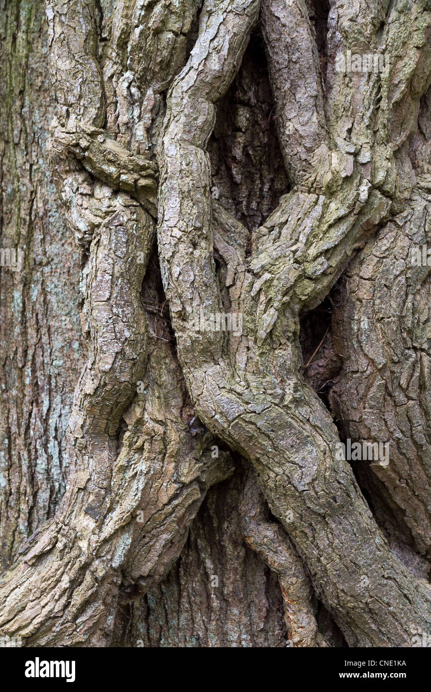 Twisted bark hi-res stock photography and images - Alamy