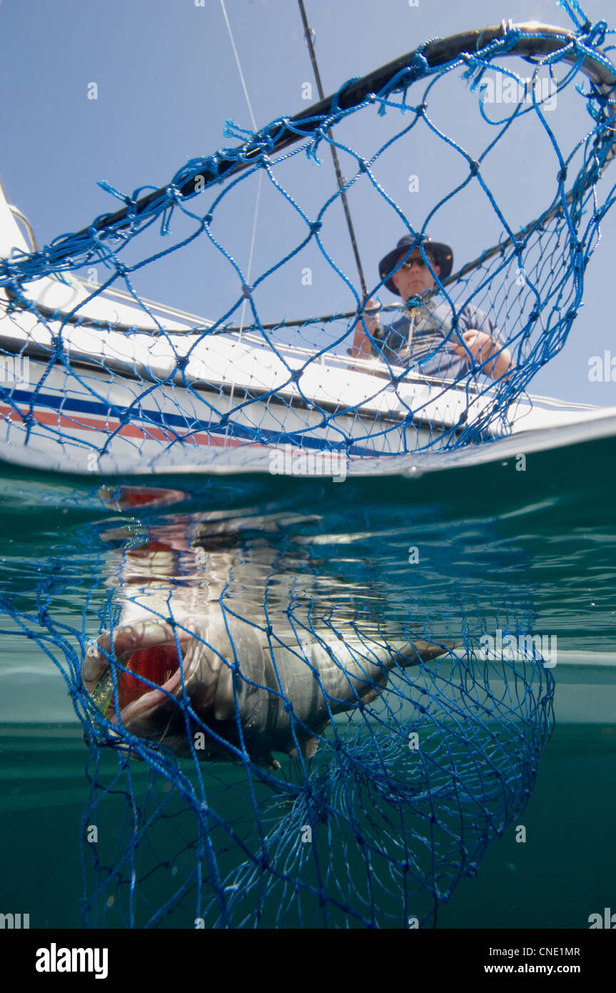 Sea angler catches a pollock using rod and line Stock Photo - Alamy