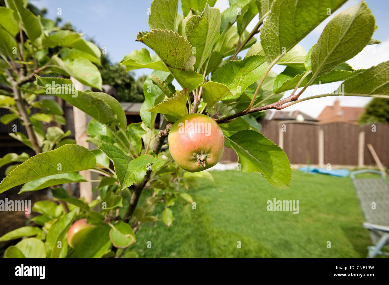 Apple growing on a young tree in a urban back garden Stock Photo - Alamy