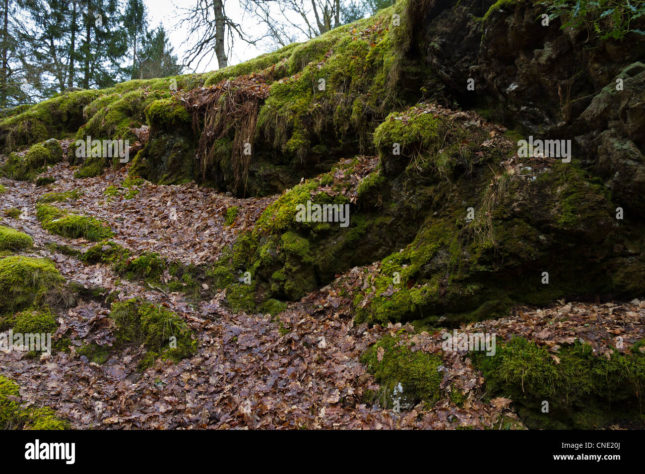 Lodore wood hi-res stock photography and images - Alamy