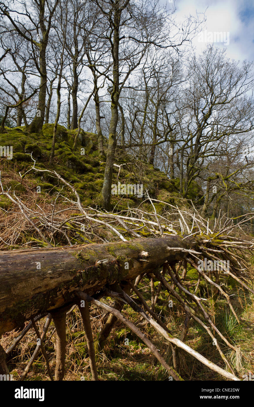 Lodore Wood High Resolution Stock Photography and Images - Alamy