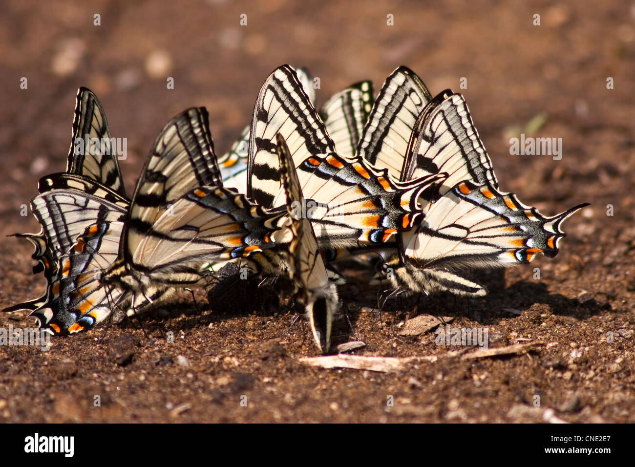 Canadian Tiger Swallowtail butterfly Papilio Canadensis arthropoda ...