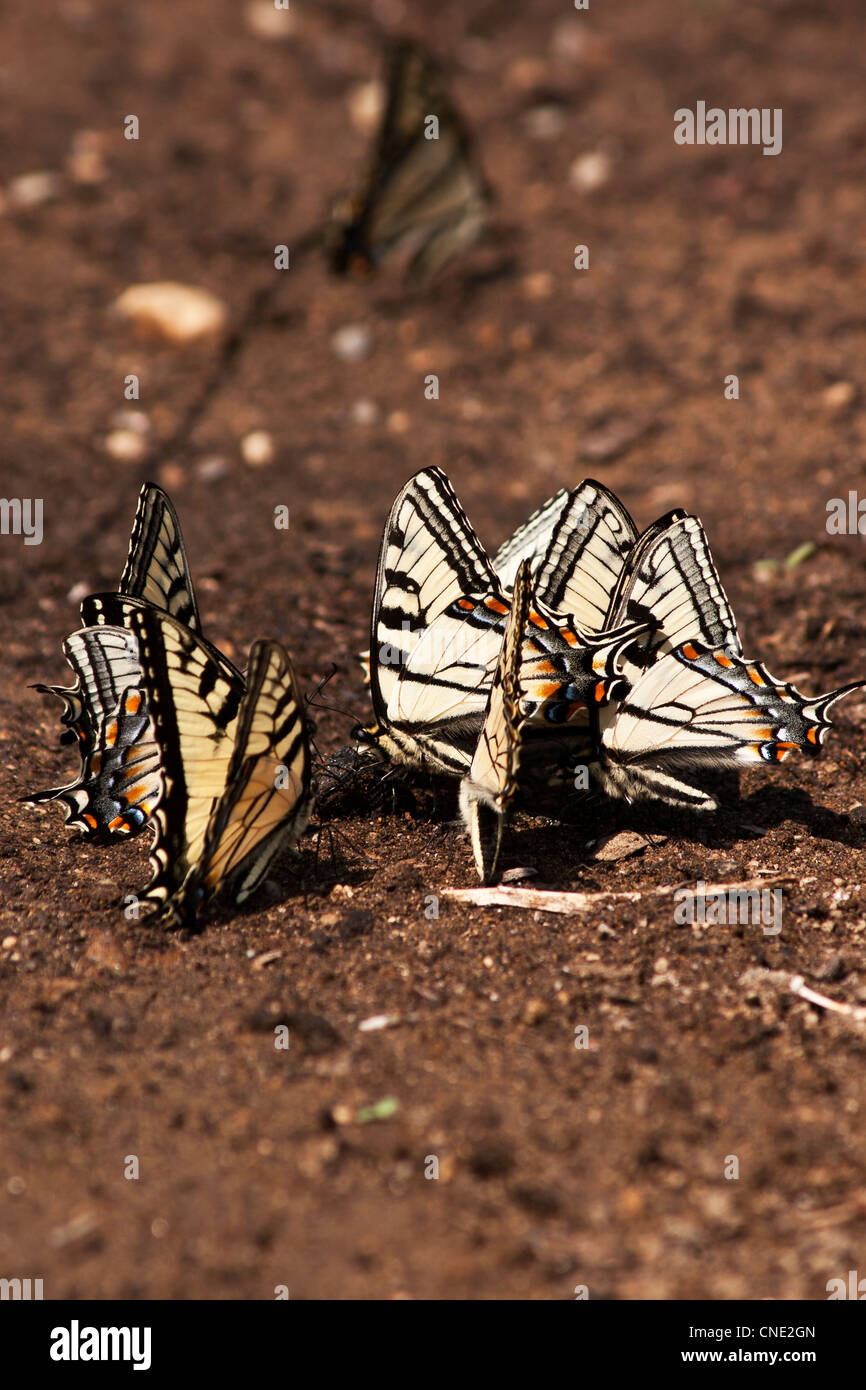 Canadian Tiger Swallowtail butterfly Papilio Canadensis arthropoda ...