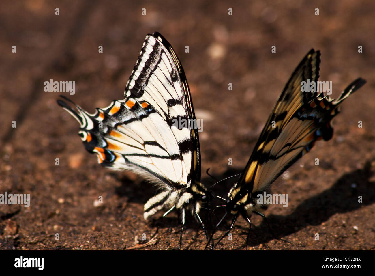 Canadian Tiger Swallowtail butterfly Papilio Canadensis arthropoda ...