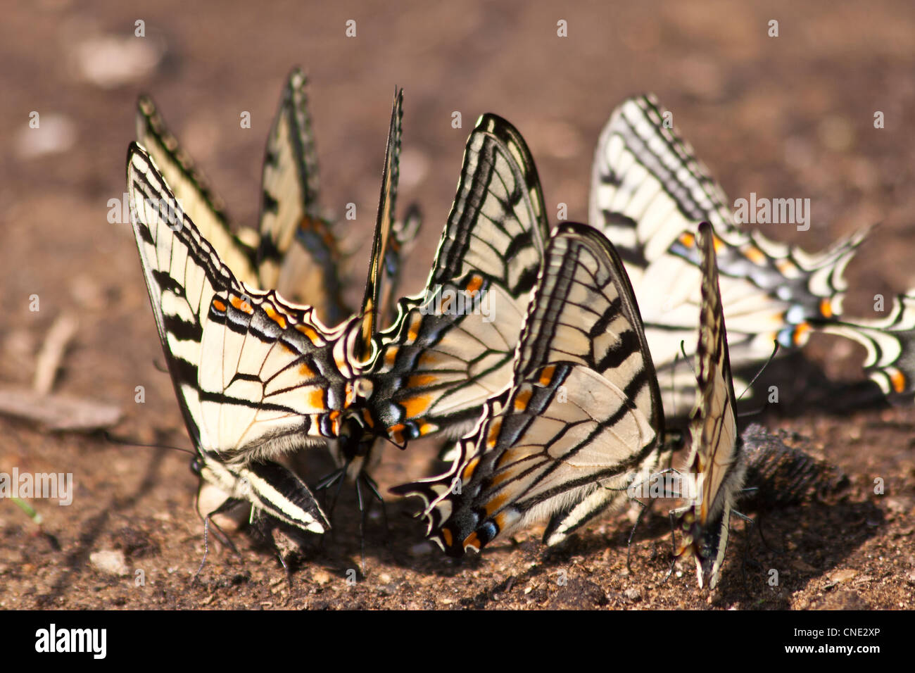 Canadian Tiger Swallowtail butterfly Papilio Canadensis arthropoda ...