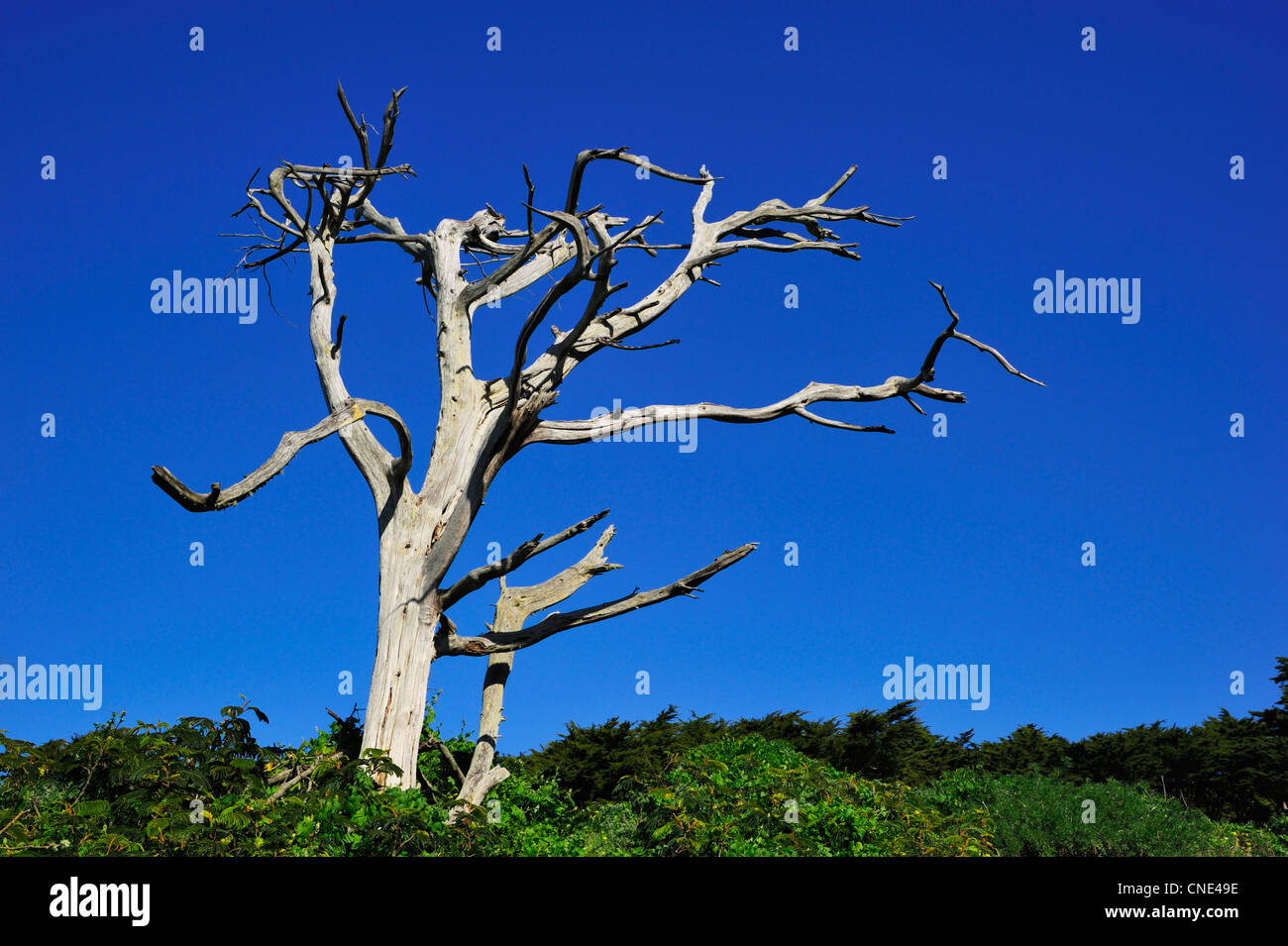 Silhouette of a dead tree at Lands End trail, San Francisco Bay Area CA ...