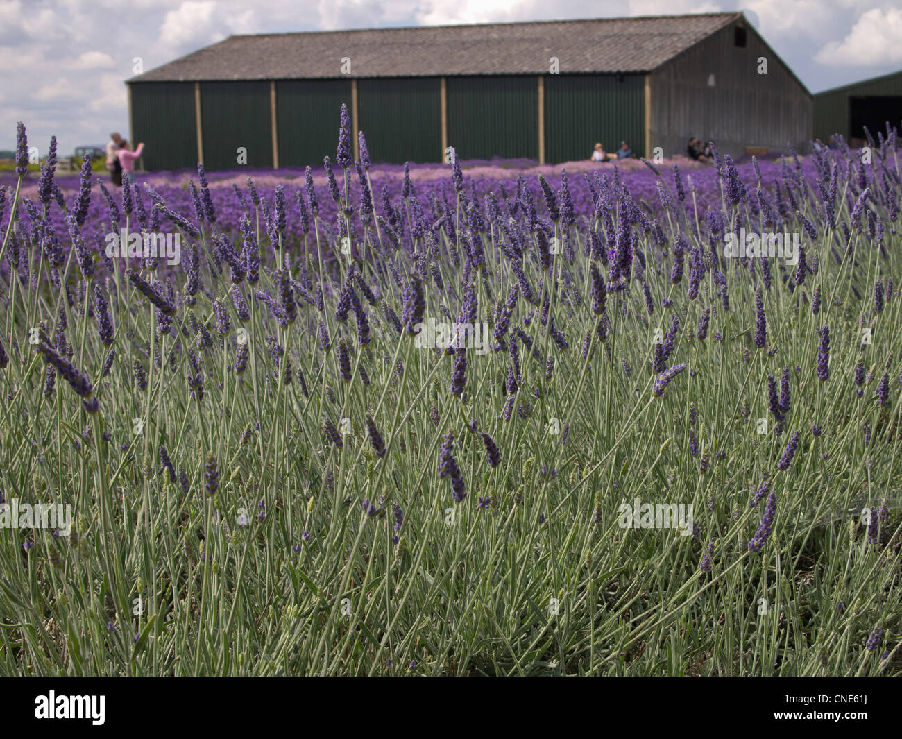 lavender farm snowshill cotswolds gloucestershire Stock Photo - Alamy